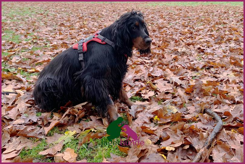 Amy - Gordon Setter