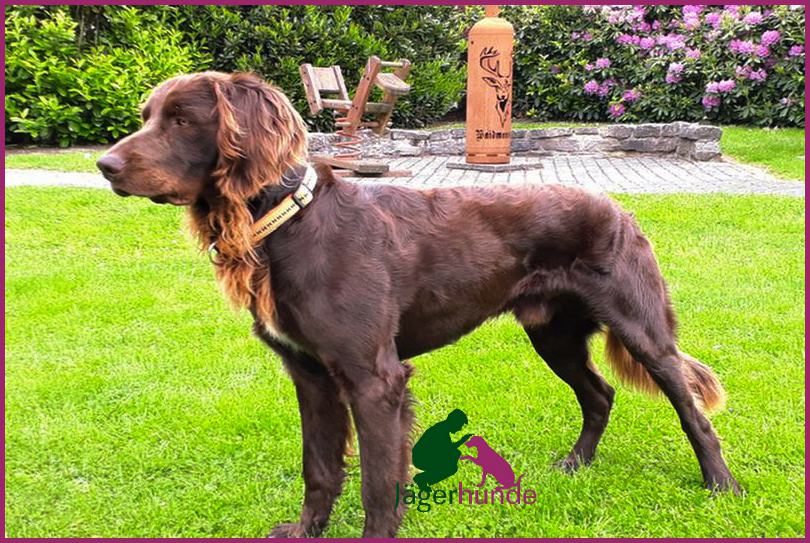 Balou - Deutsch Langhaar