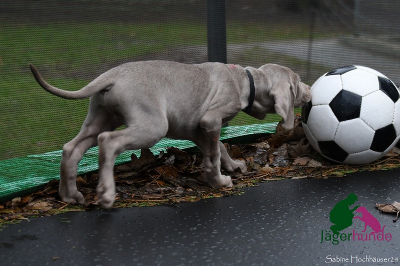 Haldor - Weimaraner KH