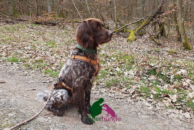Jägerhunde - Jagdbegleiter aus dem Tierschutz