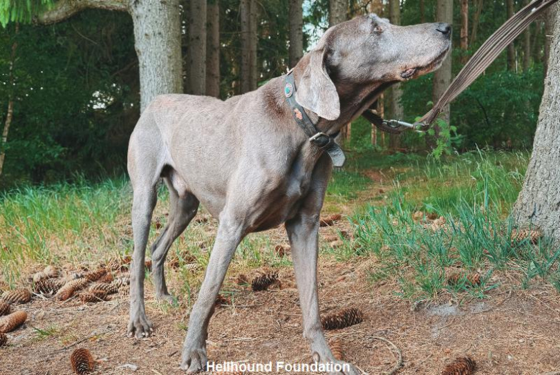 Jägerhunde - Jagdbegleiter aus dem Tierschutz