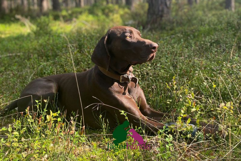 Jägerhund übernehmen | Jägerhunde e.V.